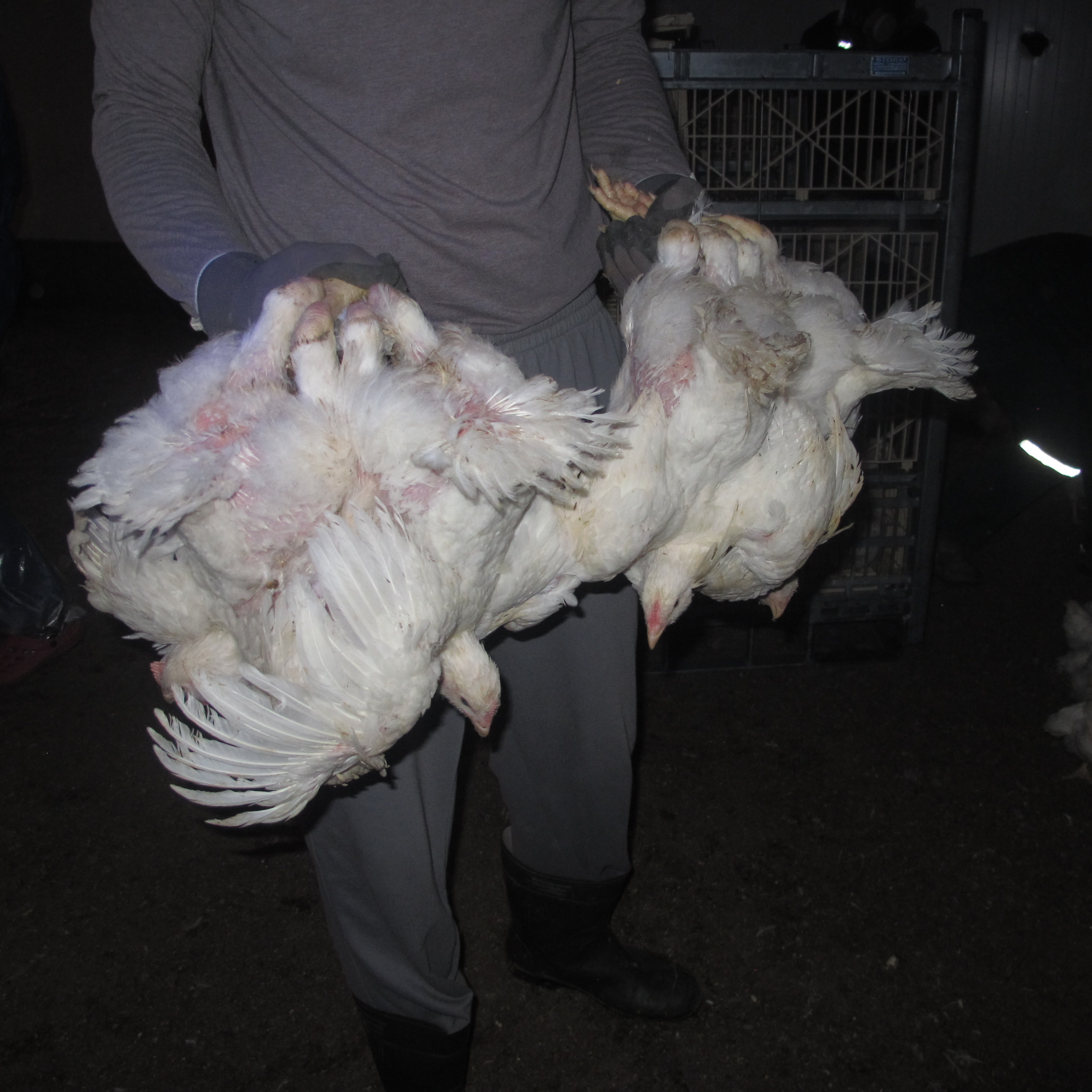 Norwegian researchers study two broiler-catching methods | The Poultry Site